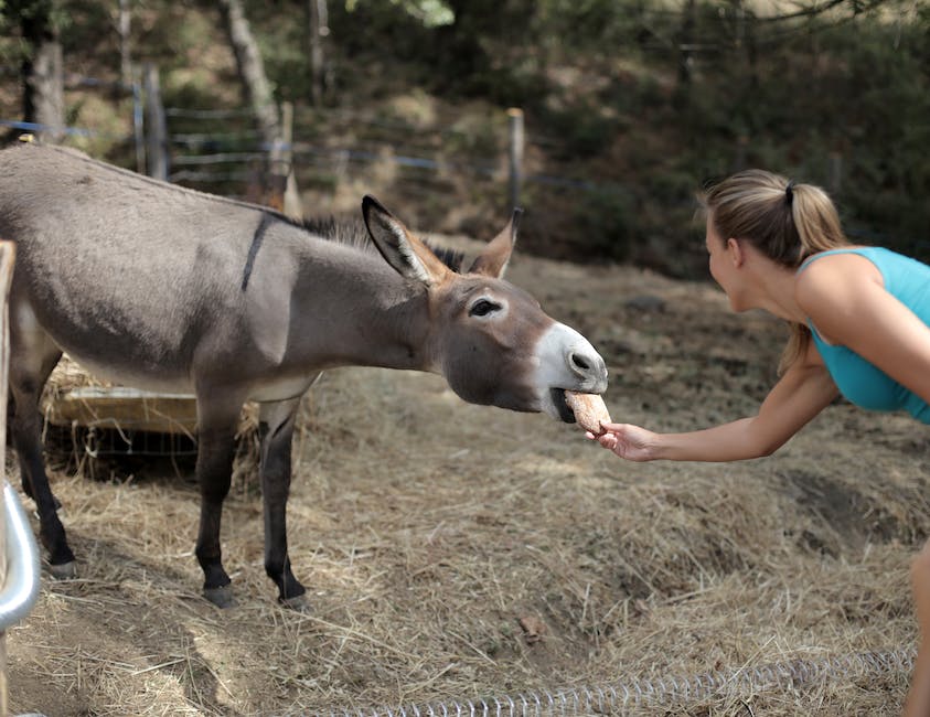 Building The Perfect Donkey Stall For Your Donkey - Homey Gears