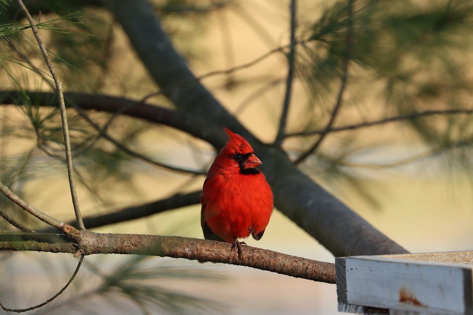 Cardinal Bird Websites To Visit - Homey Gears