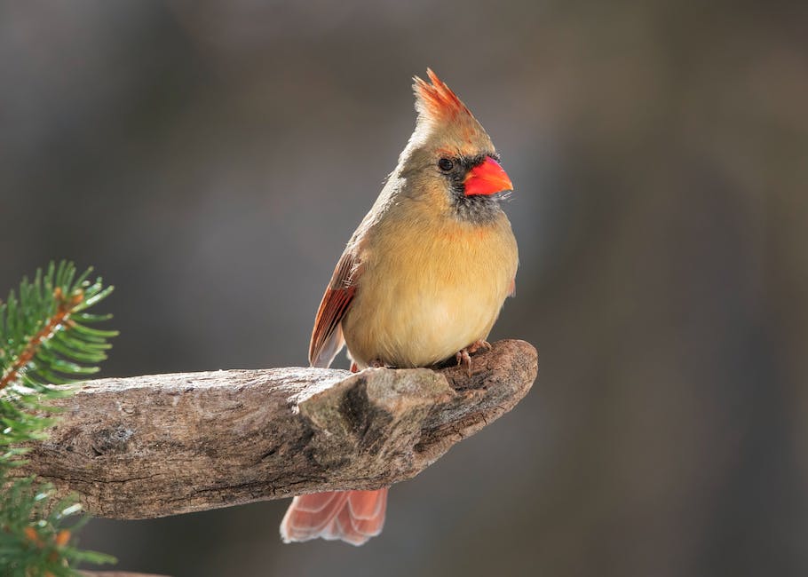 Cardinal Bird Websites To Visit - Homey Gears