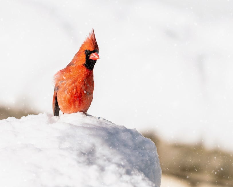 Cardinal Bird Websites To Visit - Homey Gears