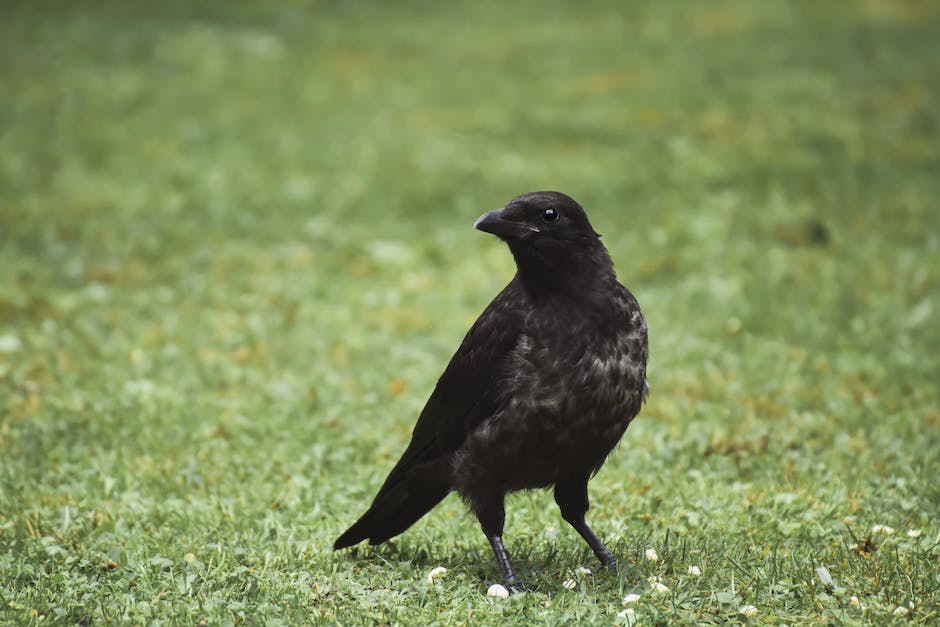 Crow Mating Habits And Behaviors - Homey Gears